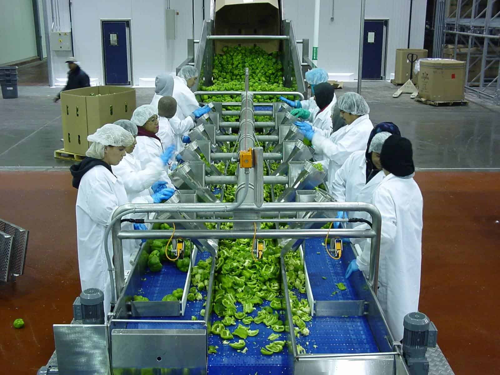 Salad Handling Conveyors | Fresh Produce Processing Solutions | Unitech